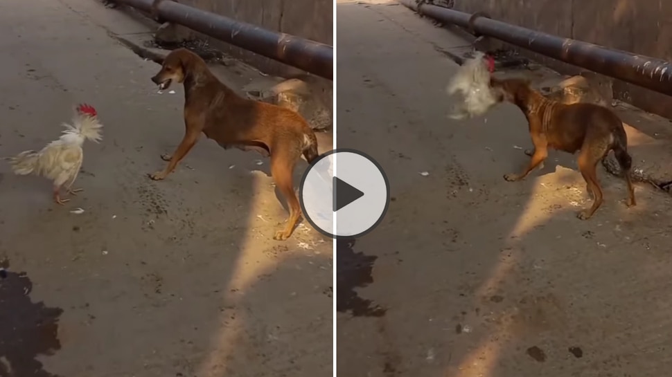 chicken dog fight: hen pecked dog forced to run away Must watch Video ...
