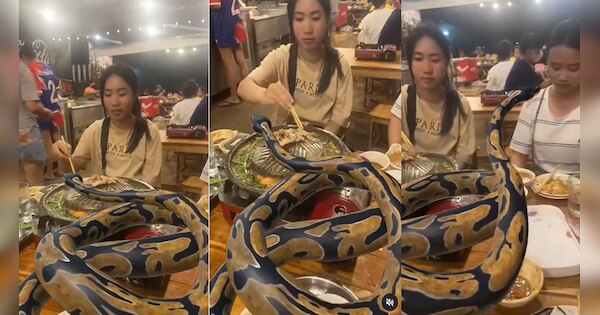 trending today Python reached for dinner in restaurant with girls ...
