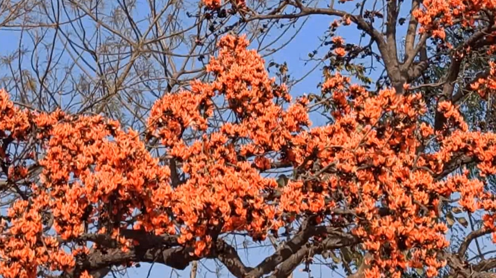 Make herbal gulal from Palash flower in Holi 2023 is a treasure of ...