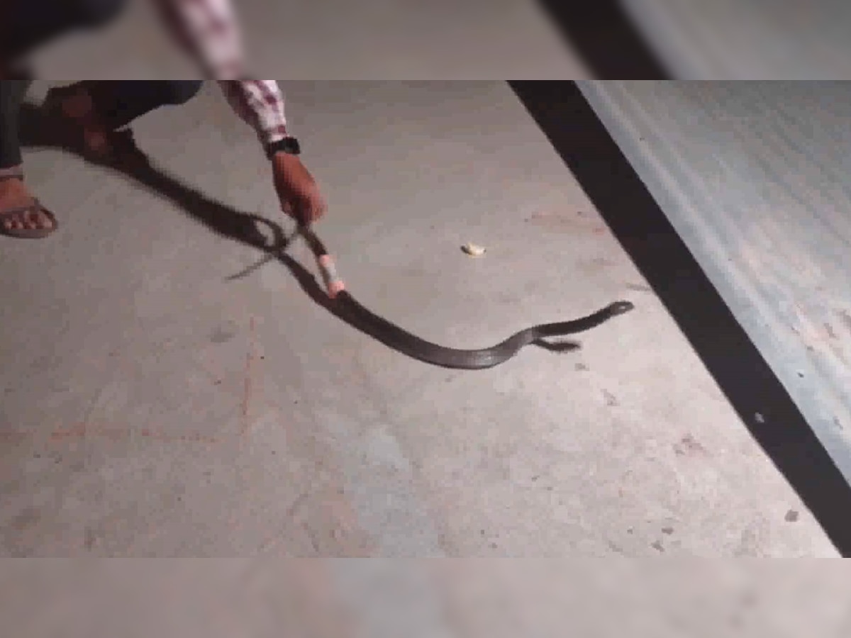 King Cobra Snake Surgery In Khargone Who Injured During Rescue Dr ...