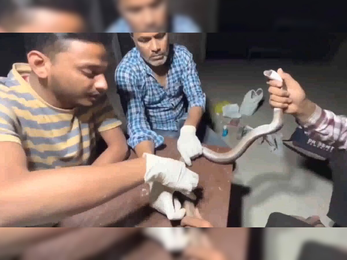 King Cobra Snake Surgery In Khargone Who Injured During Rescue Dr ...