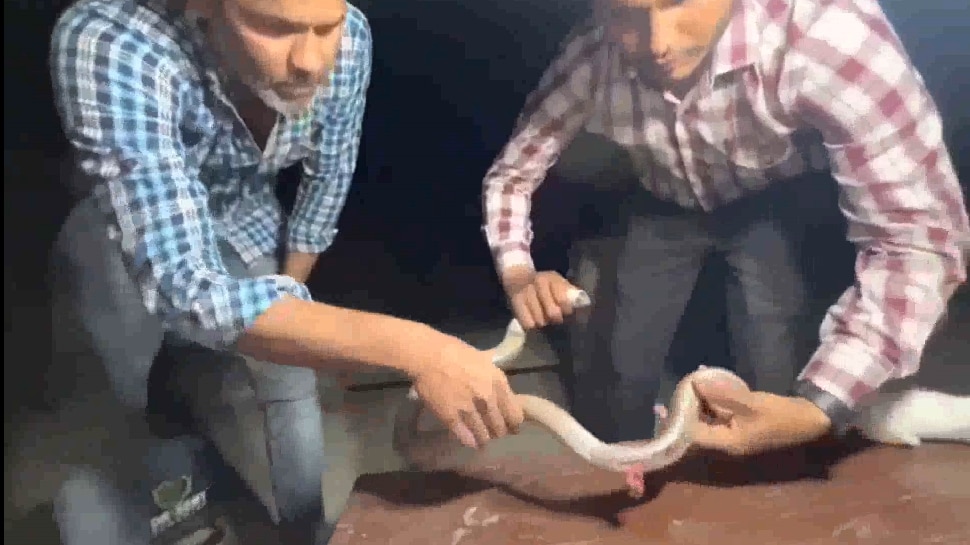King Cobra Snake Surgery In Khargone Who Injured During Rescue Dr ...