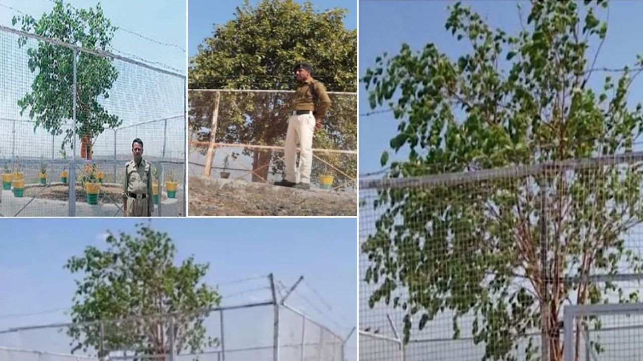 Tree Gets VVIP Treatment: ଏମିତି ଏକ ଗଛ ଯାହାକୁ ମିଳି VVIP ଟ୍ରିଟମେଣ୍ଟ ...