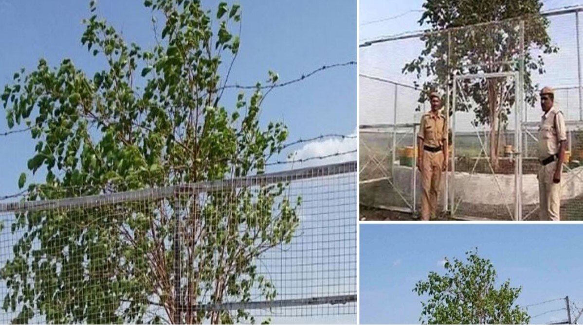 Tree Gets VVIP Treatment: ଏମିତି ଏକ ଗଛ ଯାହାକୁ ମିଳି VVIP ଟ୍ରିଟମେଣ୍ଟ ...
