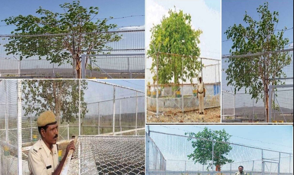 Tree Gets VVIP Treatment: ଏମିତି ଏକ ଗଛ ଯାହାକୁ ମିଳି VVIP ଟ୍ରିଟମେଣ୍ଟ ...