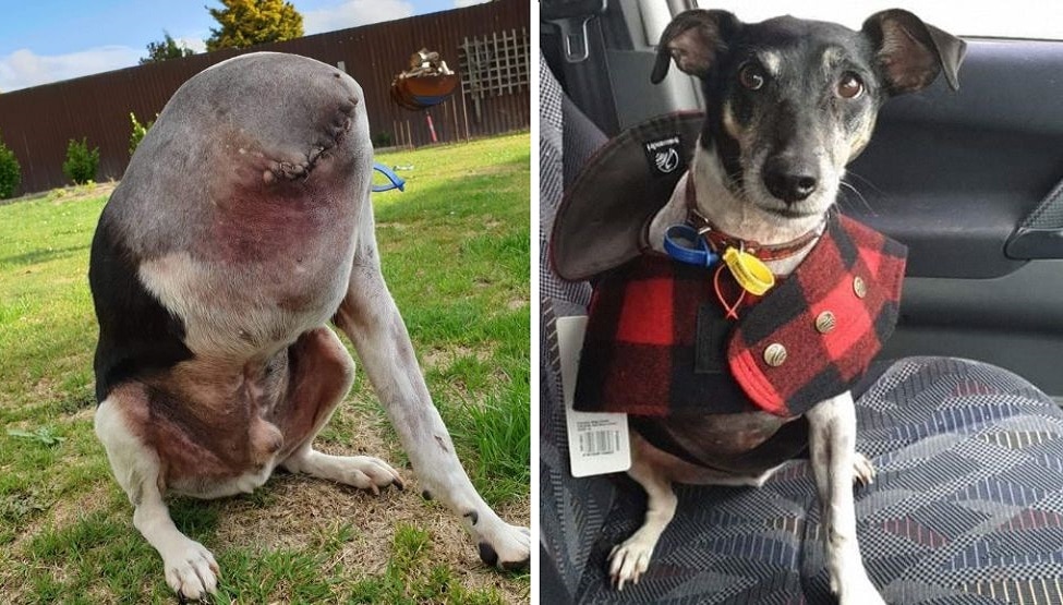 dog without head shocking image goes viral on social what is the ...