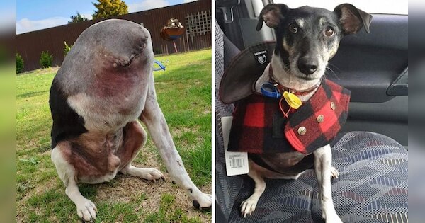 dog without head shocking image goes viral on social what is the ...