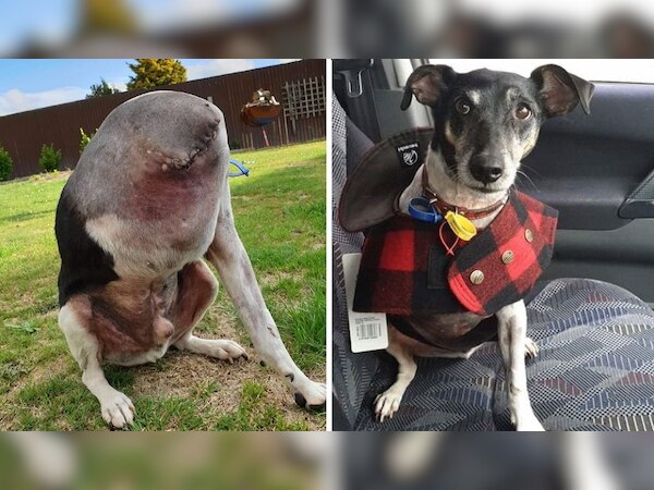 dog without head shocking image goes viral on social what is the ...