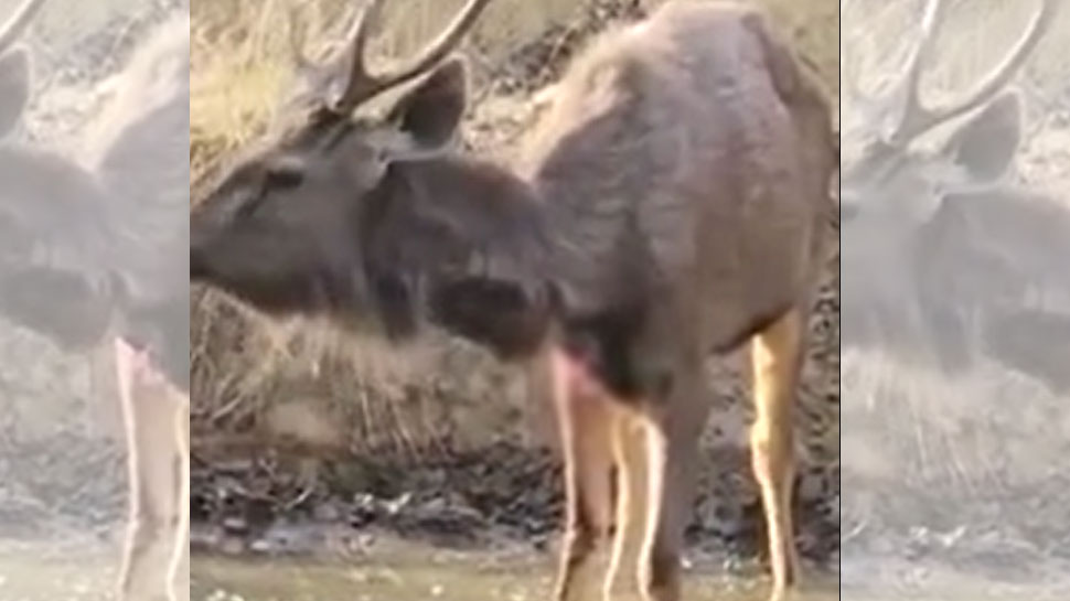 Threat looming over sambar deer of Ranthambore sawai madhopur people ...
