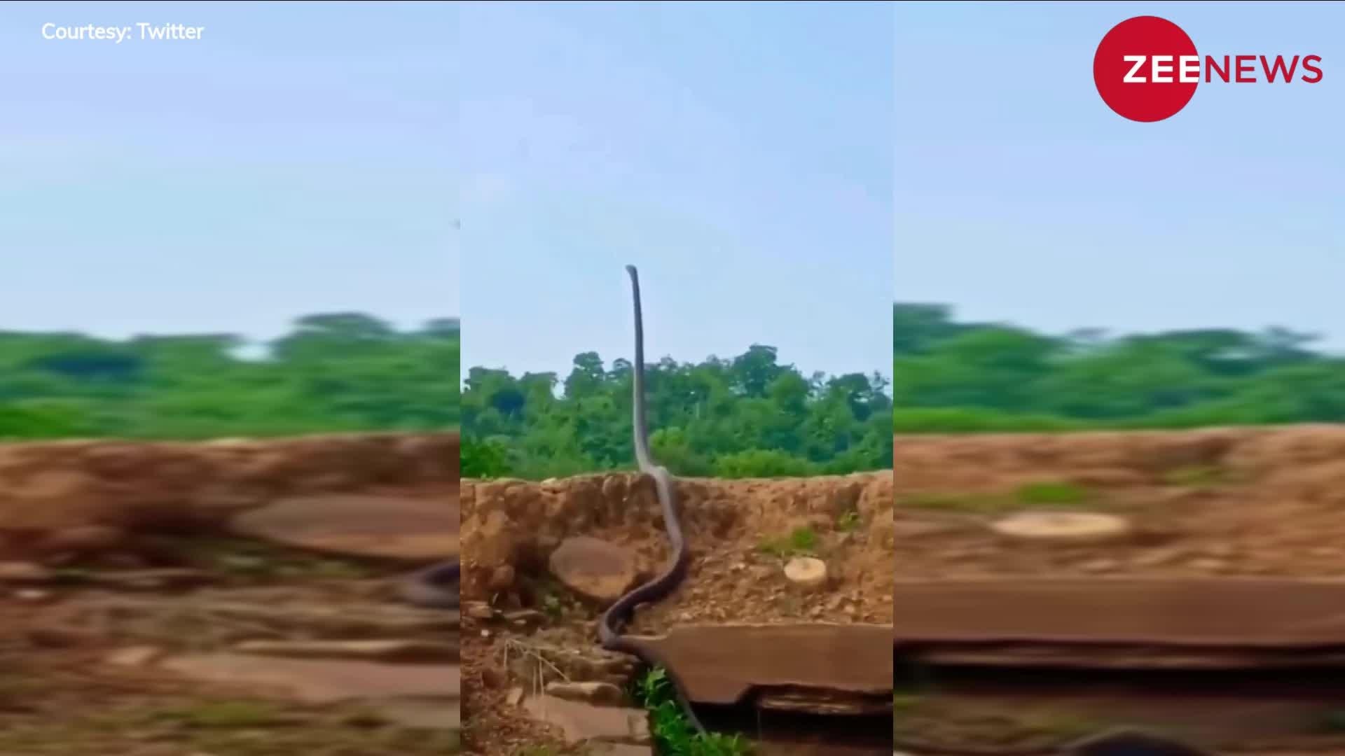 snake standing upright in the air went viral wild animal king kobra ... snake standing upright in the air went viral wild animal king kobra ...