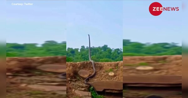 snake standing upright in the air went viral wild animal king kobra ...
