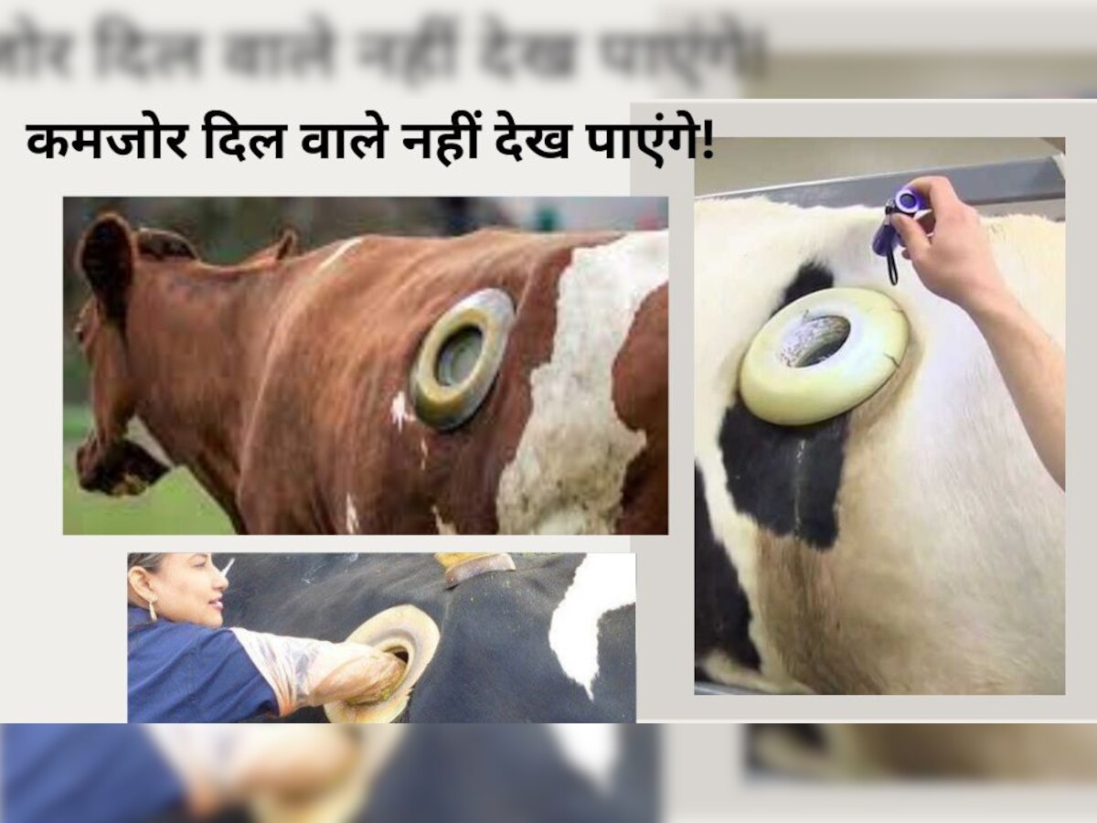 Cannula surgically fitted in cow stomach to increase milk production ...