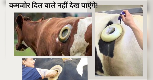 Cannula surgically fitted in cow stomach to increase milk production ...