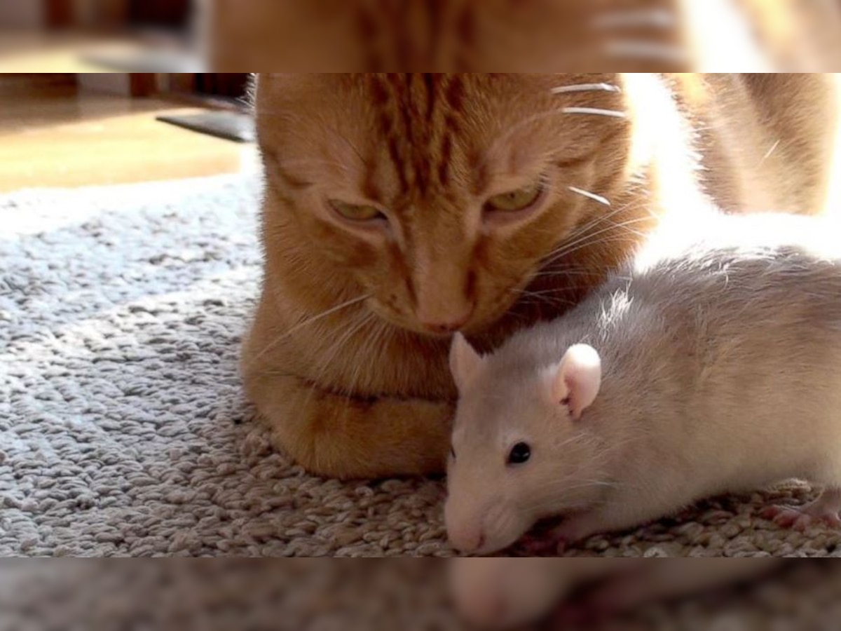 Do you know why cat and rat natural enemies know the reason behind this ...