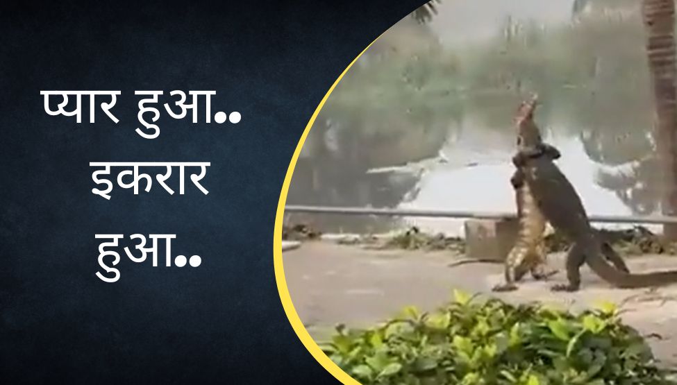 two big lizards hugging eacth other with very cute style people liked ...