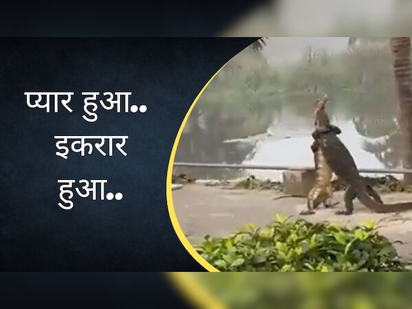 two big lizards hugging eacth other with very cute style people liked ...