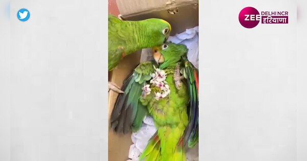 A parrot bids Last respects goodbye on the death of its fellow parrot ...
