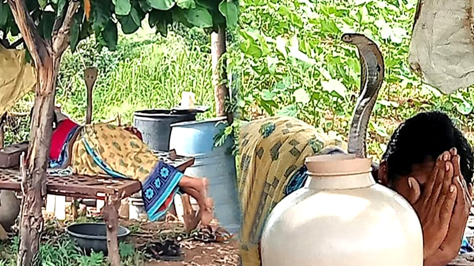 trending today king cobra sits on sleeping lady see horrible viral ...