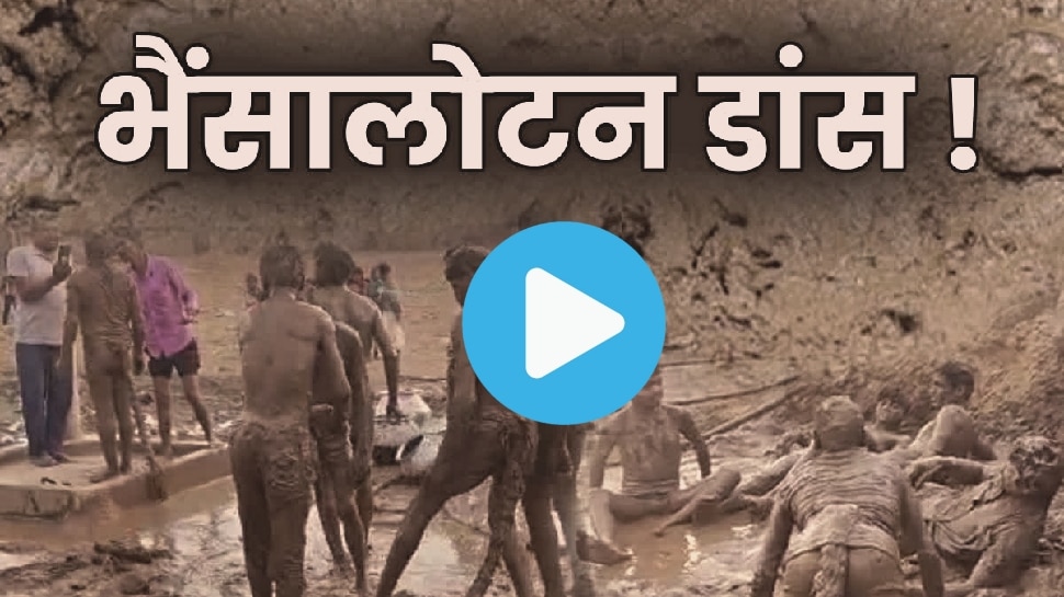 unique wedding tradition manjhi tribe welcome processions by buffalo ...