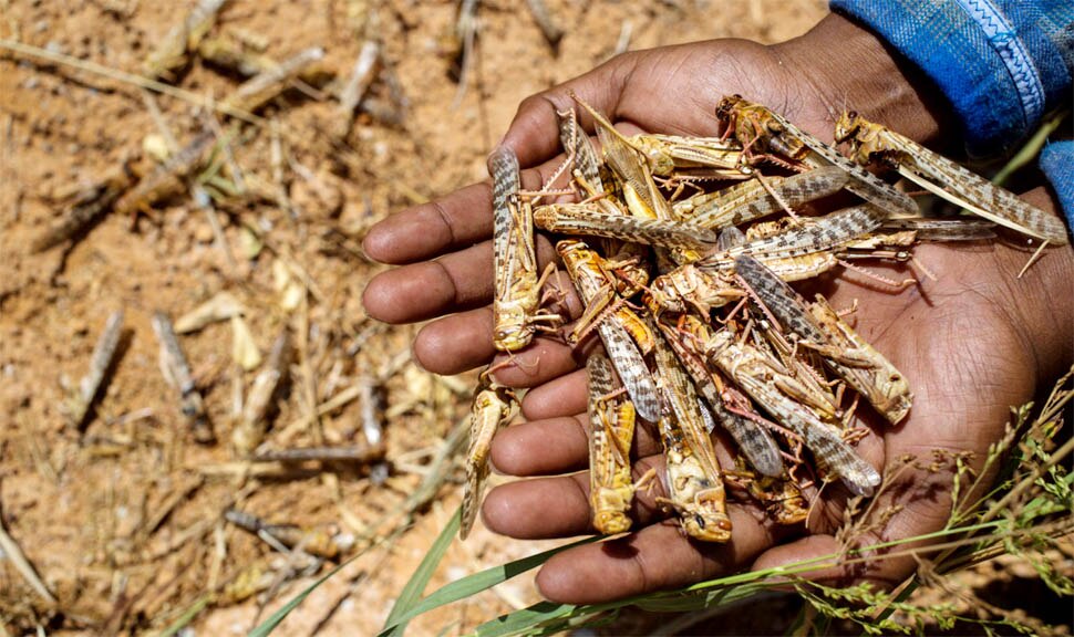 Locusts Tiddi are being sold in Saudi Arabia for about ten thousand per ...