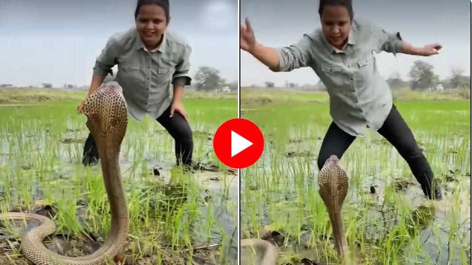 trending today girl tried to catch king cobra in field see shocking ...