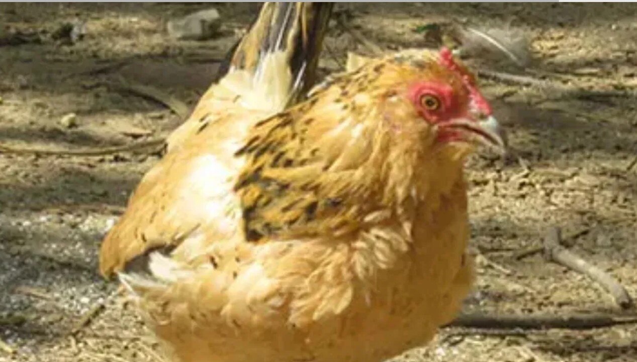 World's Oldest Chicken: ବିଶ୍ୱର ସବୁଠାରୁ ଦୀର୍ଘାୟୁ କୁକୁଡା, ବଞ୍ଚିଛି ଏତିକି ...