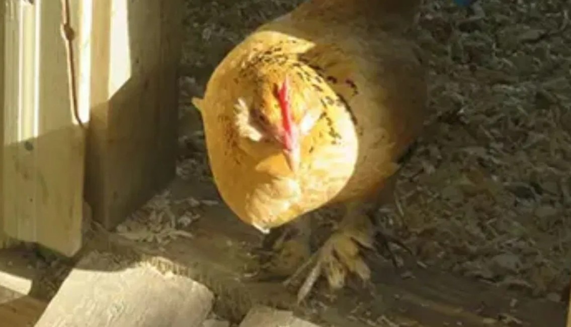 World's Oldest Chicken: ବିଶ୍ୱର ସବୁଠାରୁ ଦୀର୍ଘାୟୁ କୁକୁଡା, ବଞ୍ଚିଛି ଏତିକି ...