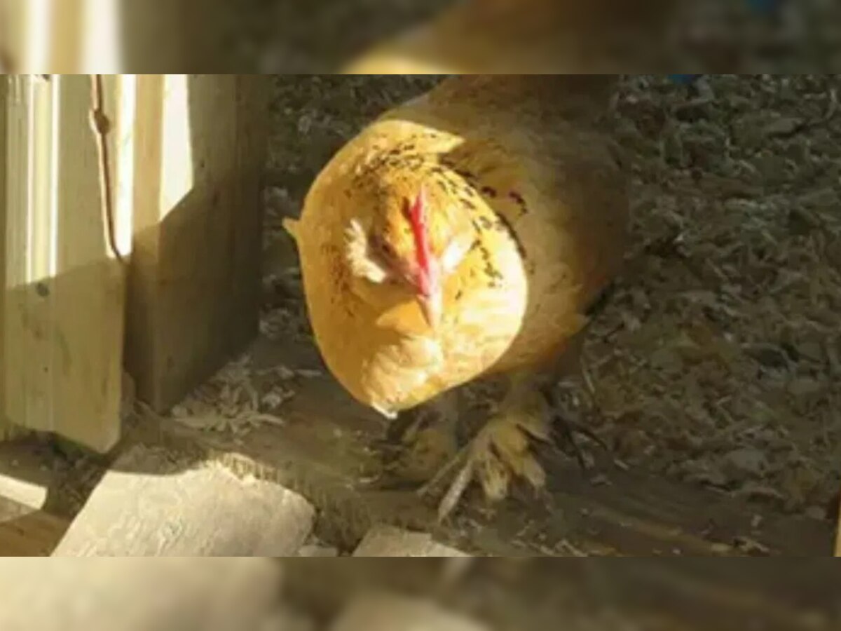 World's Oldest Chicken: ବିଶ୍ୱର ସବୁଠାରୁ ଦୀର୍ଘାୟୁ କୁକୁଡା, ବଞ୍ଚିଛି ଏତିକି ...