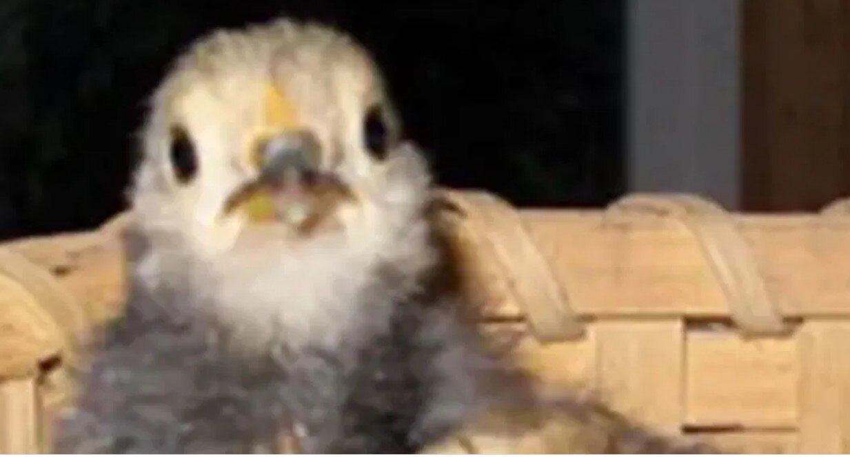 World's Oldest Chicken: ବିଶ୍ୱର ସବୁଠାରୁ ଦୀର୍ଘାୟୁ କୁକୁଡା, ବଞ୍ଚିଛି ଏତିକି ...