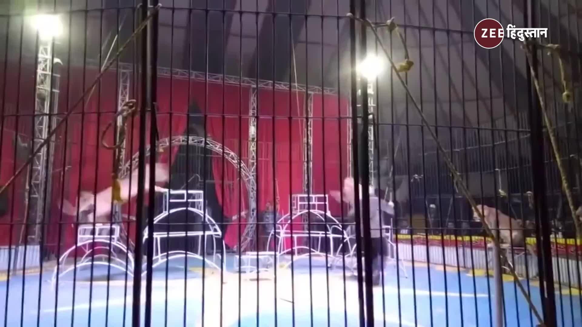 lion attacks on circus trainer shocking and horrifying video is viral ...