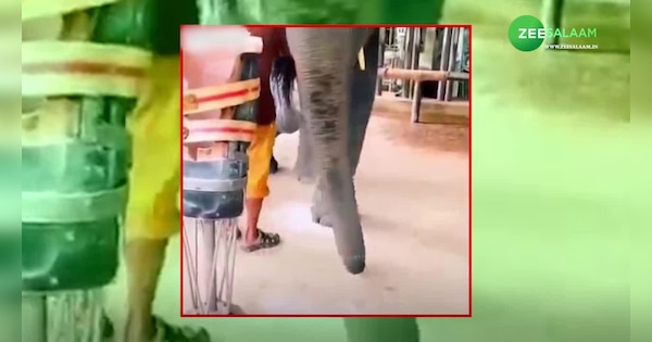 The elephant's leg was amputated, but the man's hard work made the ...