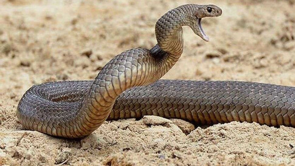 Cobra Aur Mahila Ka Video King Cobra Wrapped Sleeping Woman |Cobra Sanp ...
