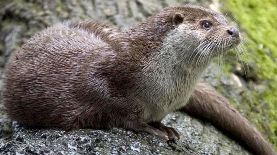 Wildlife institute of india team spotted Beaver at Gomti River in ...