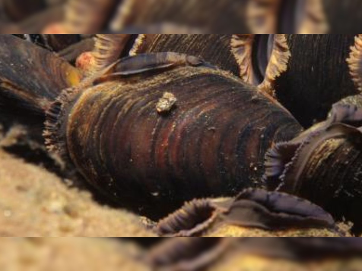 Longest Living Animals These sea creatures live for more than 200 years ...