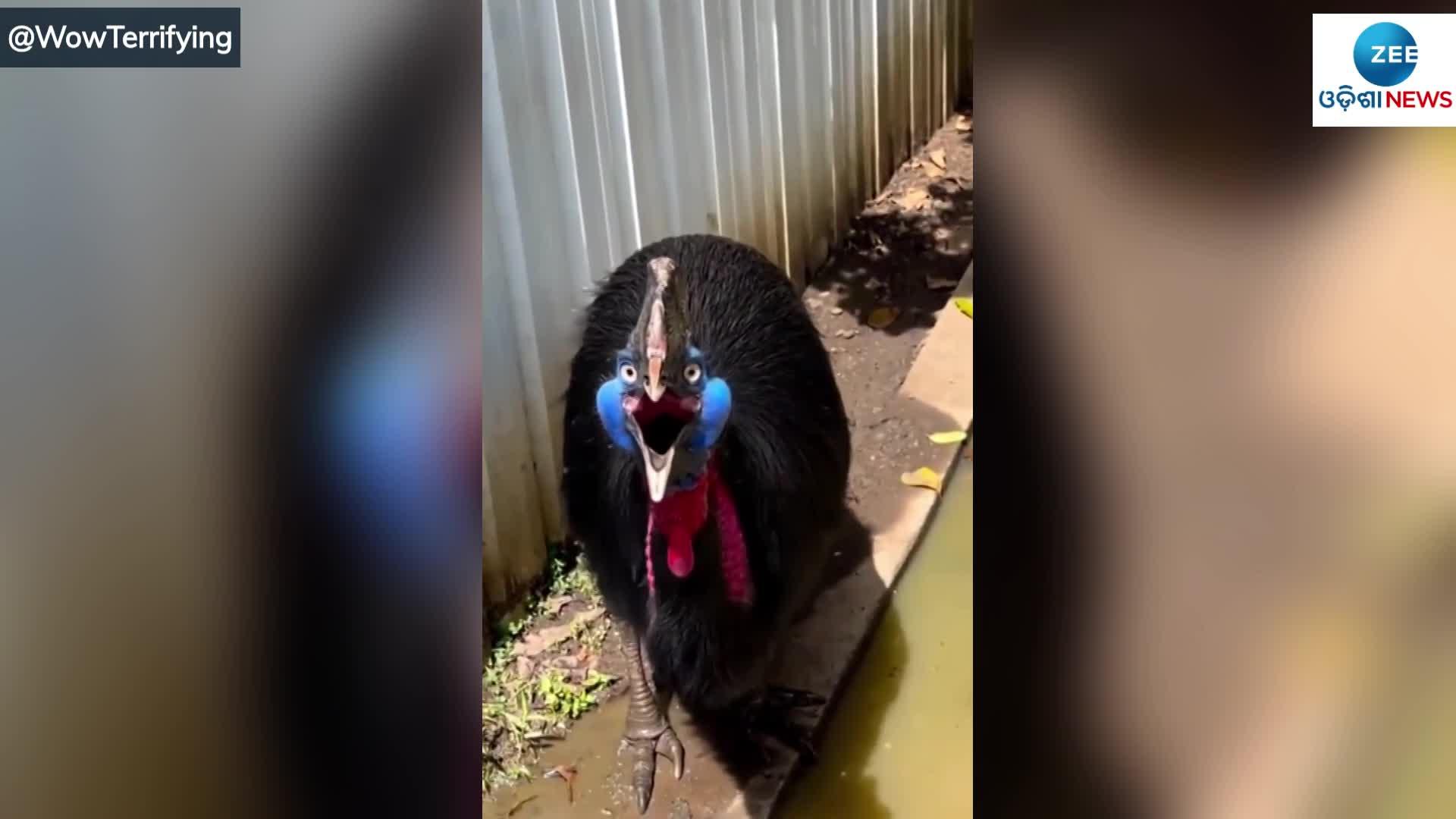 Most Deadly Bird In The World, See The Video | ଗୋଟିଏ ସେକେଣ୍ଡରେ ମଣିଷକୁ ...