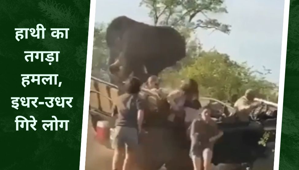 angry elephant attack on jungle safari and people video goes viral on ...