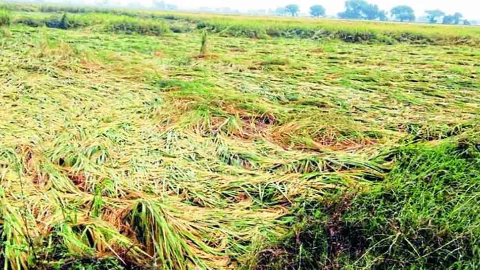 Big relief for farmers of madhyapradesh Shivraj singh chouhan government survey of crop damaged ...