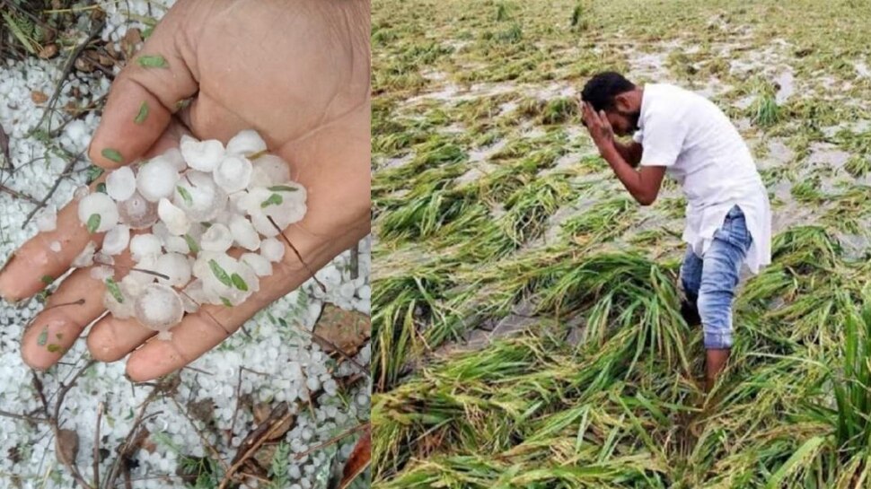 MP Weather Alert In Heavy Rain And Hain In Madhya Pradesh Farmers Disturbed Tue To Damage On ...