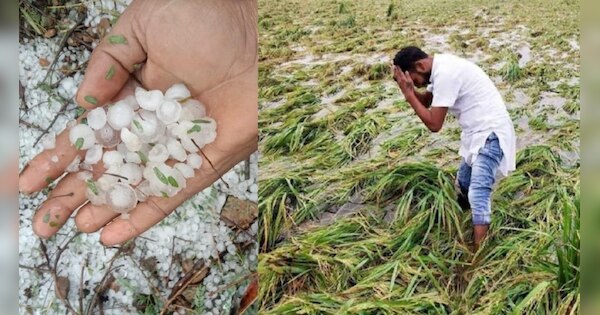 MP Weather Alert In Heavy Rain And Hain In Madhya Pradesh Farmers ...