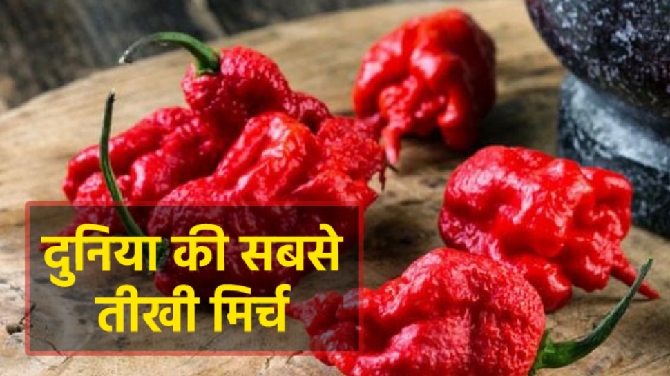 Carolina Reaper is world's hottest chili pepper as per guinness world ...