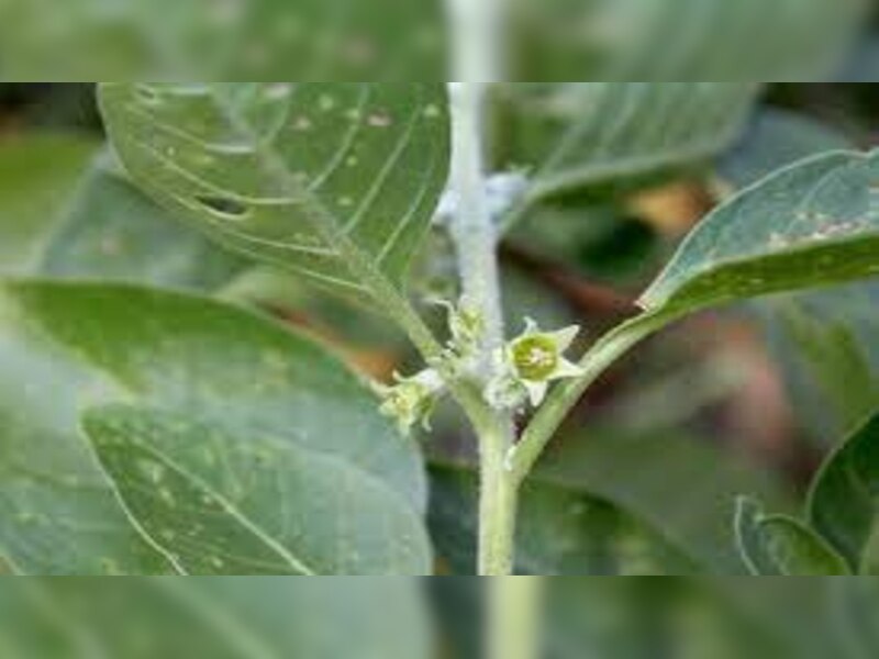 Vastu Plant: घर में इन 6 पौधों को लगाने से खिंची चली आती है मां लक्ष्मी ...