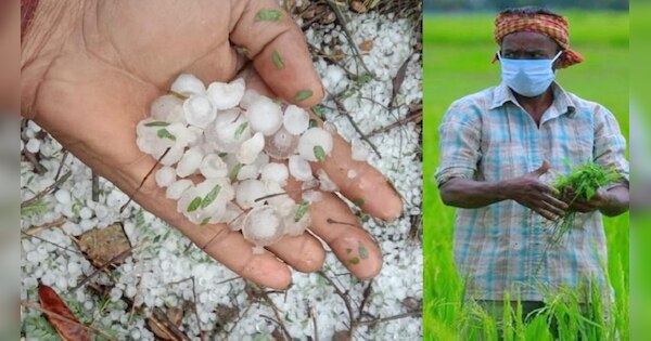 Weather Alert For Heavy Rain And Hailstorm In MP After 14 March Rabi Farmers Crop Loss Will ...