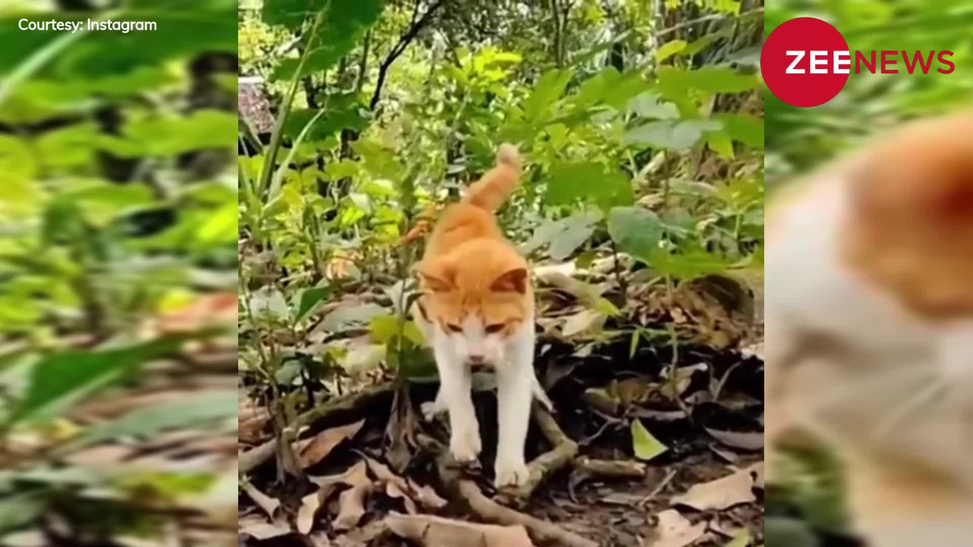 poisonous snake and cat fight wild animal funny cute video gone viral ...