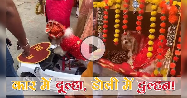 Dog Wedding Video: Groom in electric car bride arrived in doli Dogs get ...