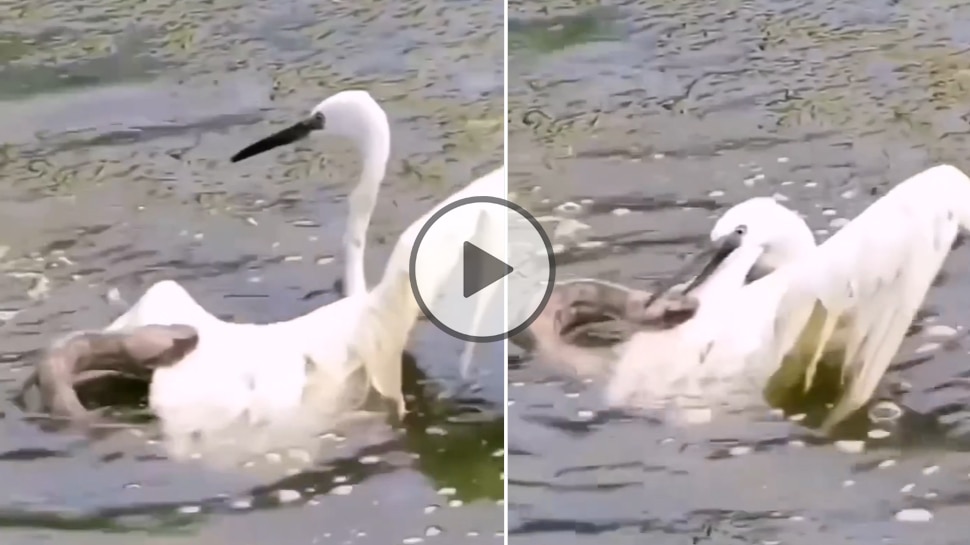 Snake Bird Fight Video: Bloody fight between snake and bird in water ...