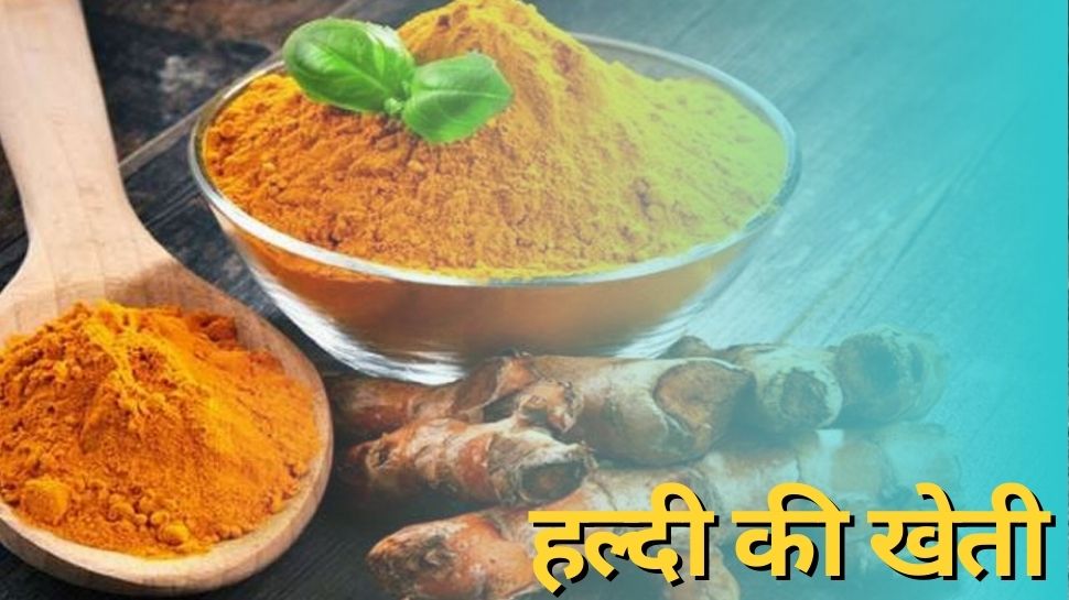 Business Idea you can earn bumper money by turmeric farming | Business ...