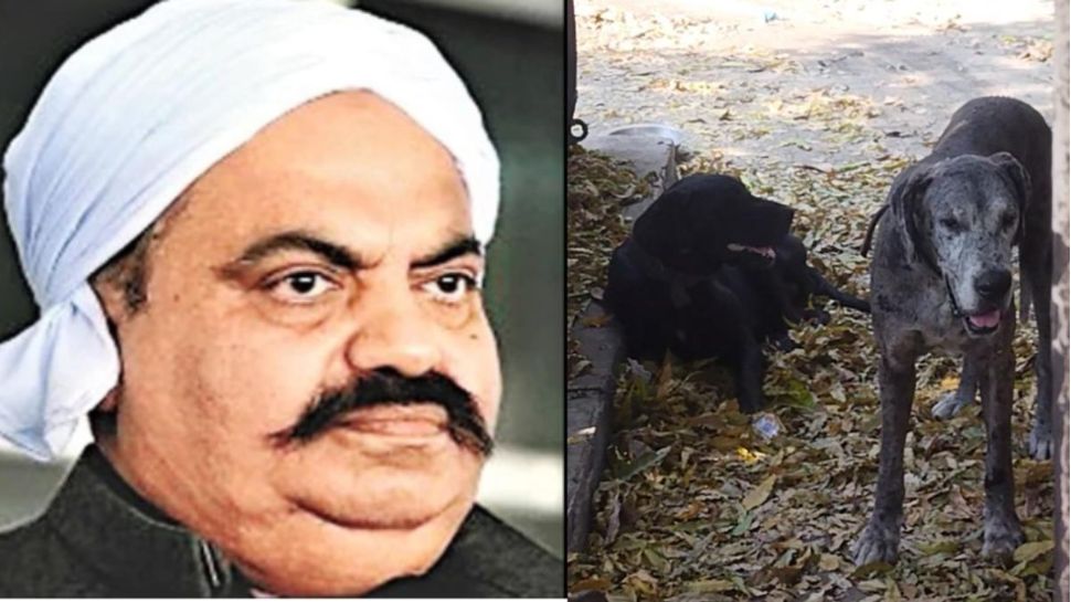 Mafia Atiq Ahmed has dangerous dogs of foreign breed and horse in ...