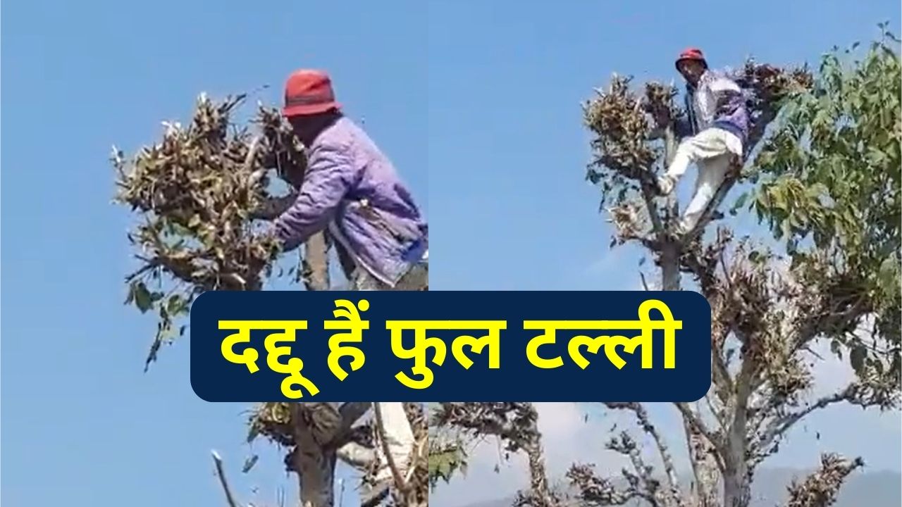 Viral video Drunken Daddu climbed the tree funny video went viral on ...