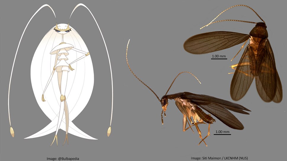 New species of crocroach found in singapore why it was name pokemon ...