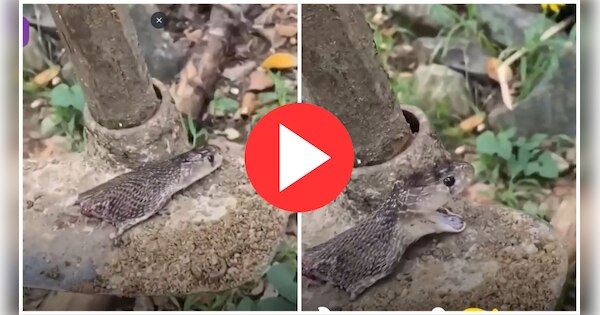viral video snake cut into two pieces still trying to bite